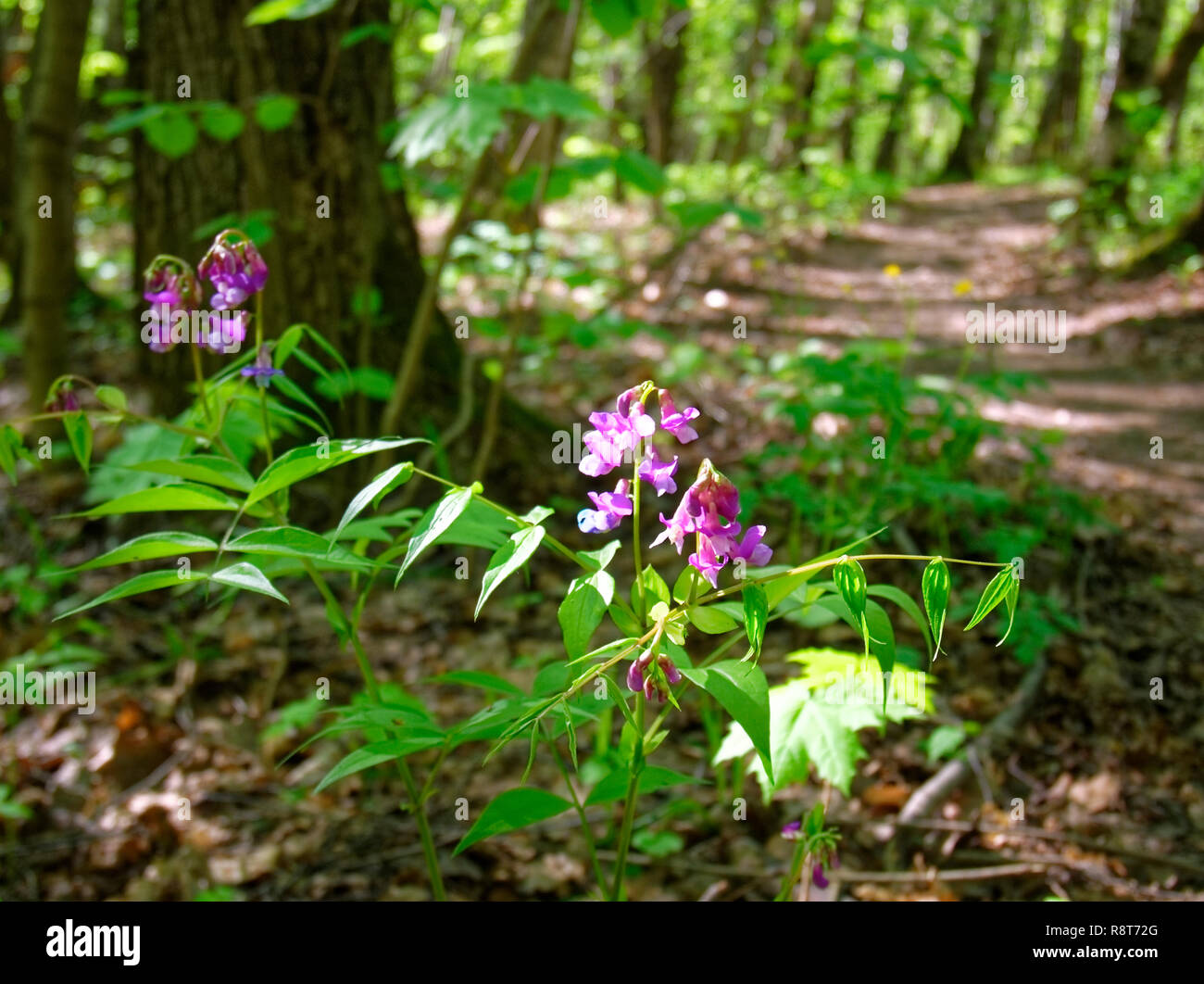 purple flower in the forest in spring, Russia Stock Photo - Alamy