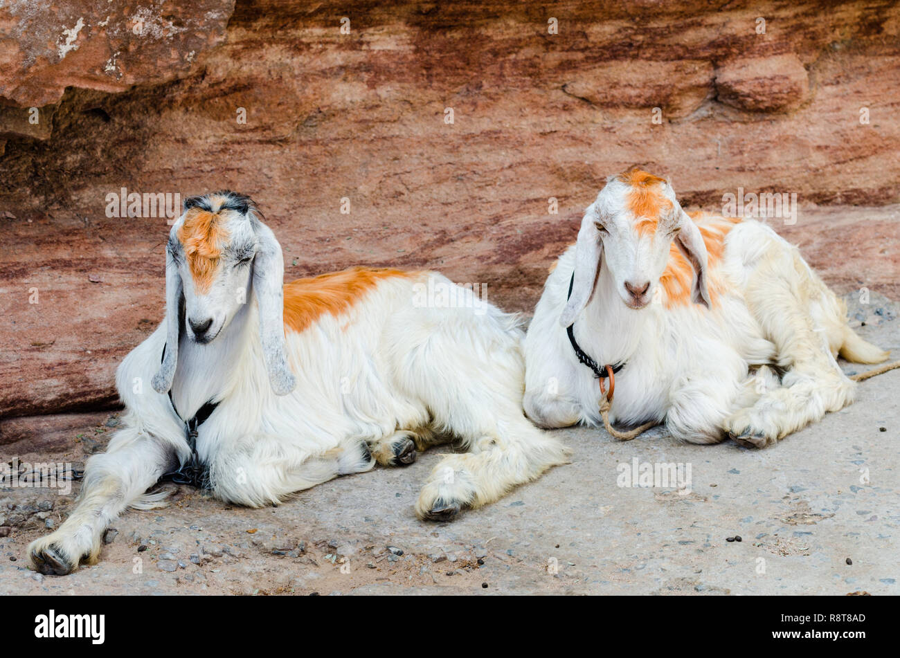 Malabari Goats In Kerala