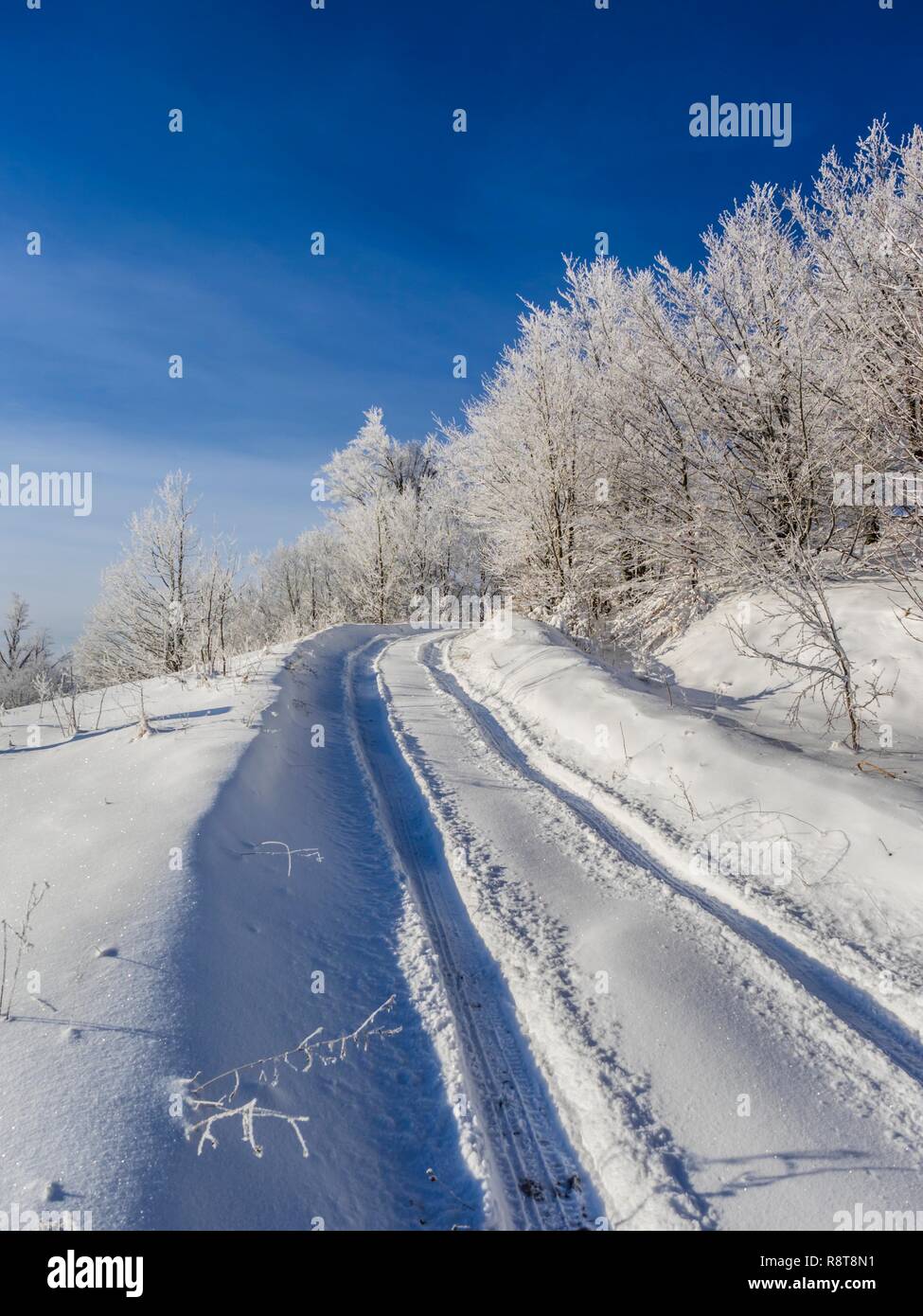 Countryroad forest hi-res stock photography and images - Alamy