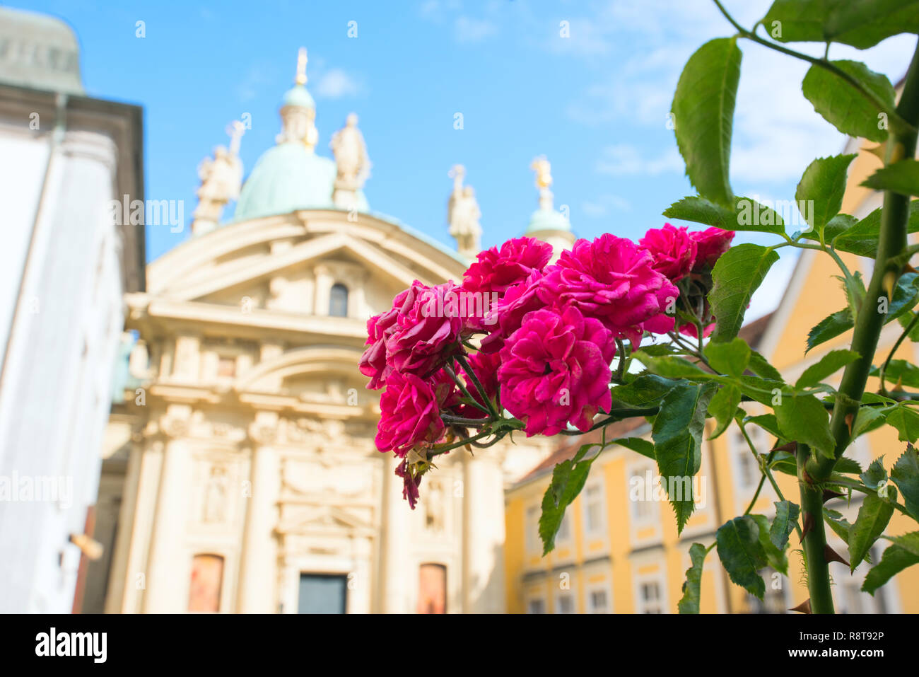 rose branch against the blurred facade of the Mausoleum of Franz ...