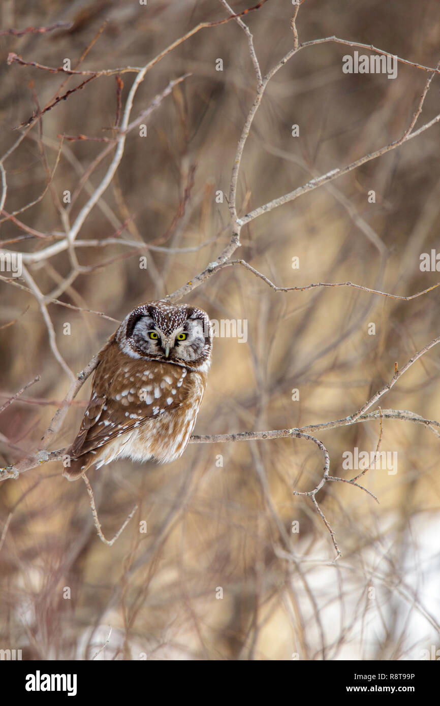 Boreal Owl Aegolius funereus St. Louis County, Minnesota, United States ...