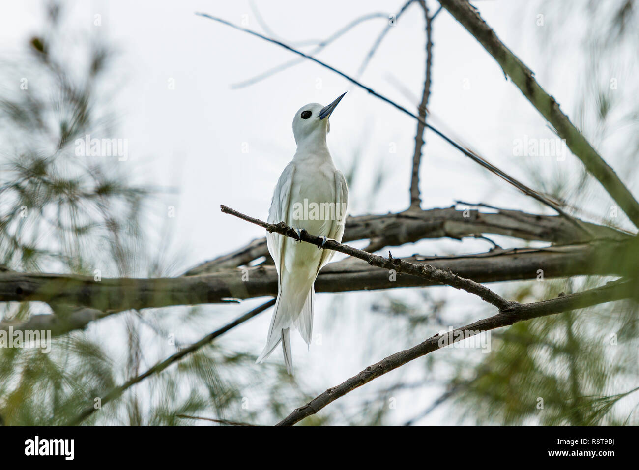 White tern-Gygis blanche (Gygis alba), Birds of Polynesia Stock Photo ...