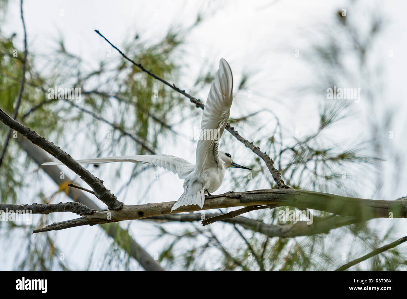 Gygis Blanche High Resolution Stock Photography and Images - Alamy