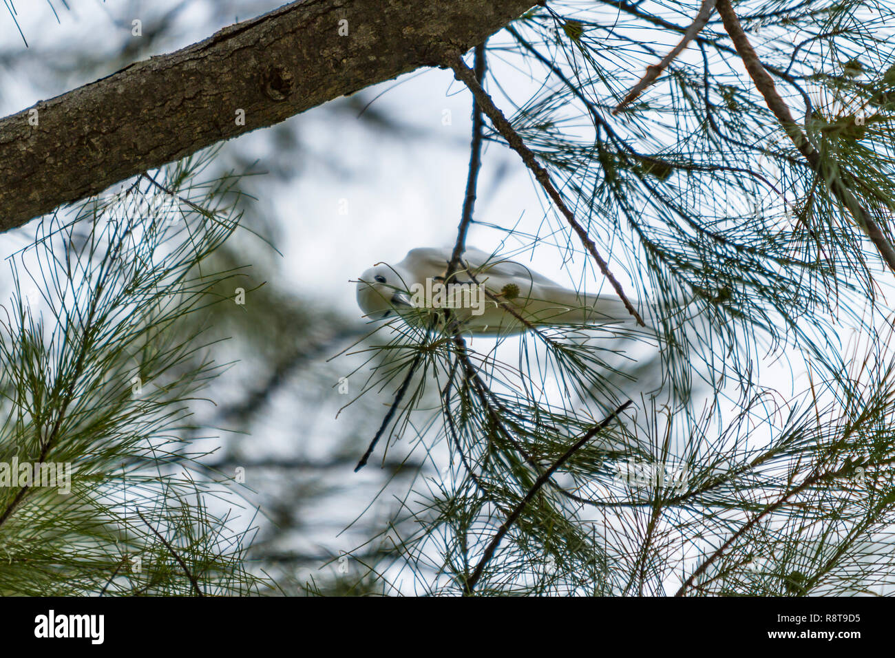 White tern-Gygis blanche (Gygis alba), Birds of Polynesia Stock Photo ...