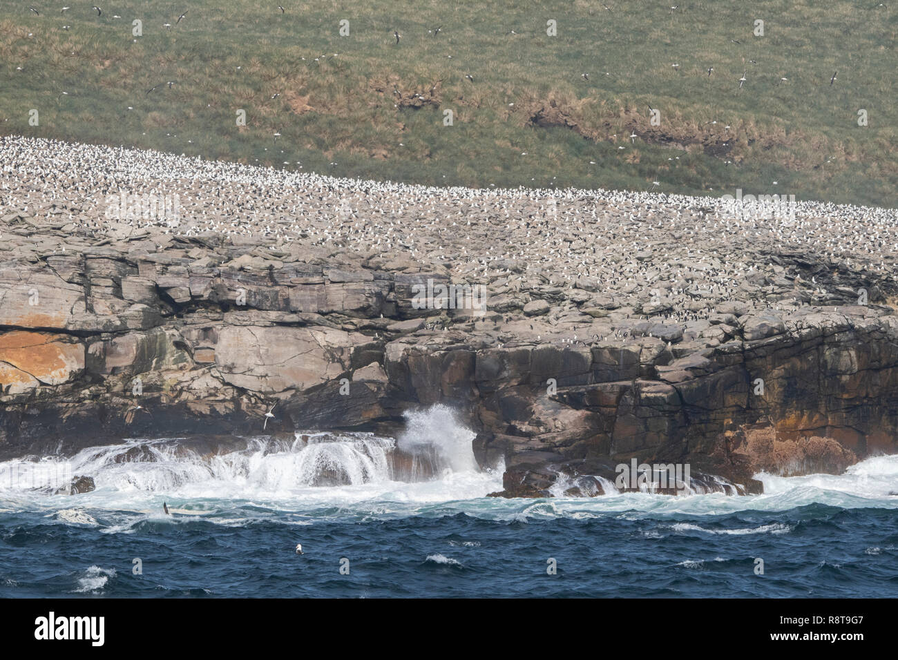 Falkland Islands, Beauchene Island. The southernmost island in the ...