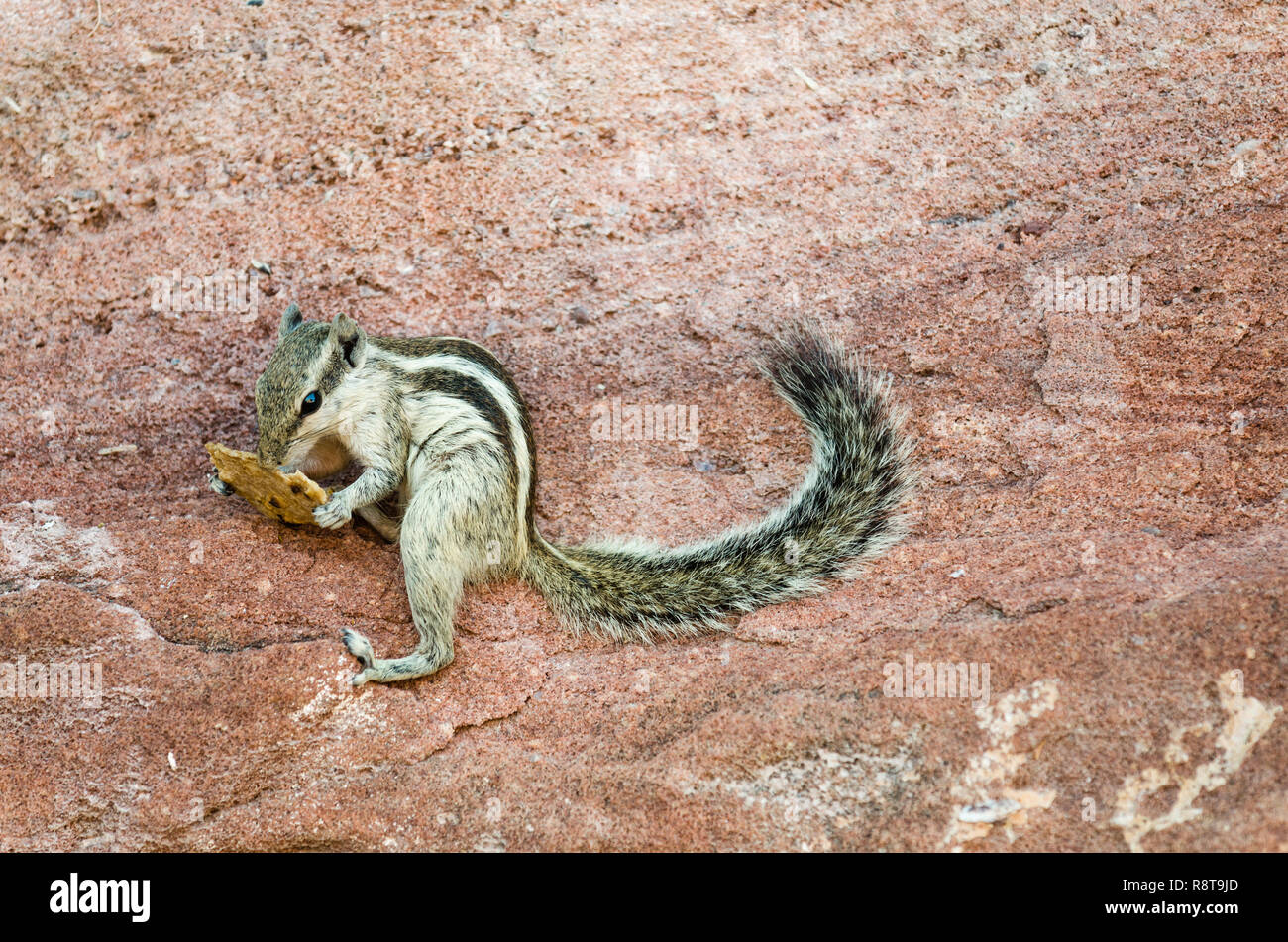 Five striped palm squirrel funambulus pennantii hi-res stock ...