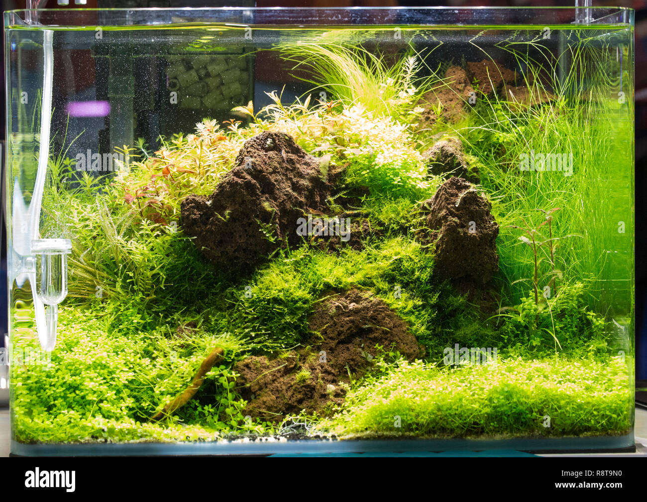 A beautiful Planted Freshwater Aquarium Stock Photo - Alamy