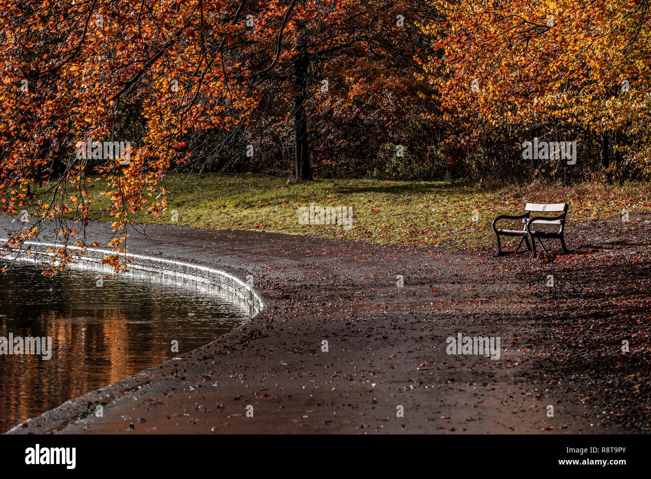 Autumn scene, featuring a bench at Eastville Park (Bristol, United ...