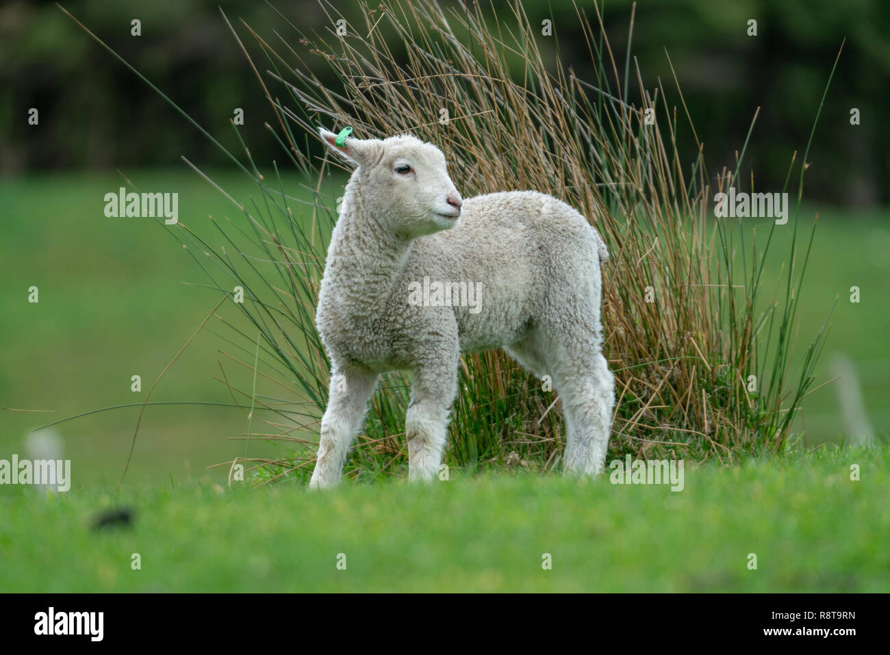 Nz lamb hi-res stock photography and images - Alamy