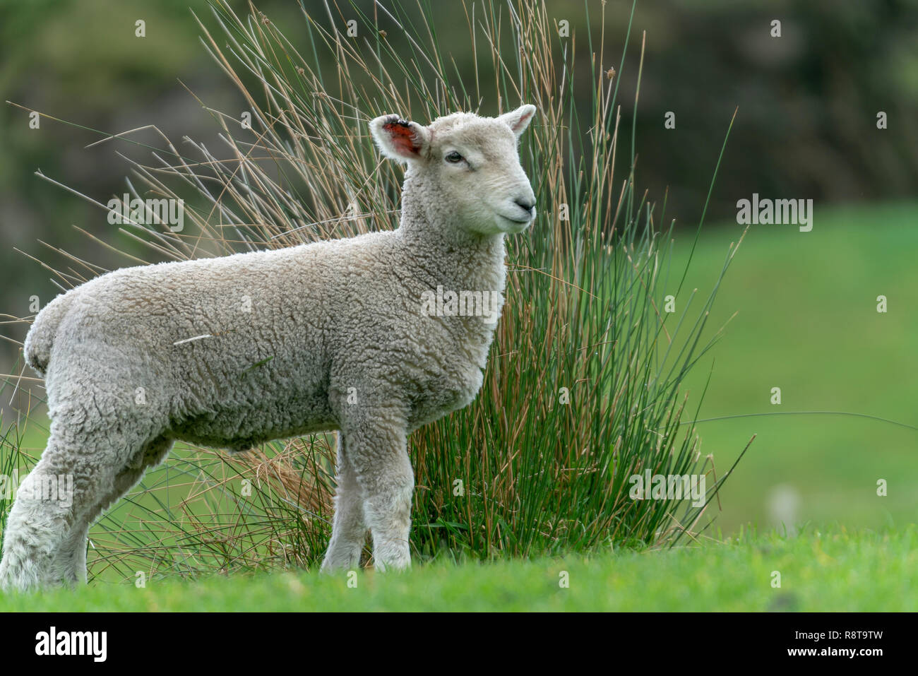 Clump of wool hi-res stock photography and images - Alamy