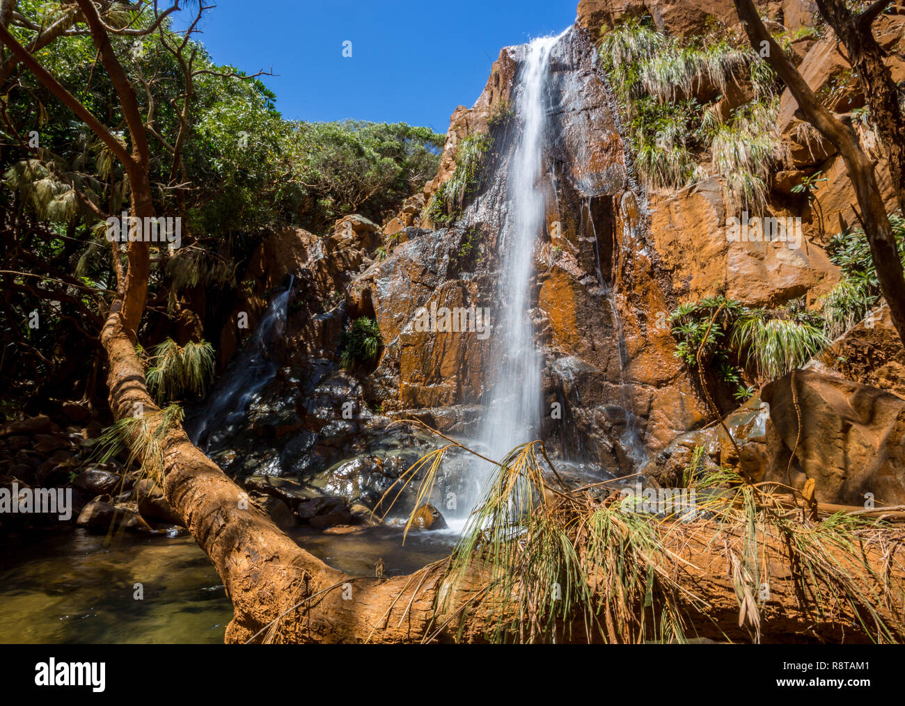 In river behind pine tree hi-res stock photography and images - Alamy
