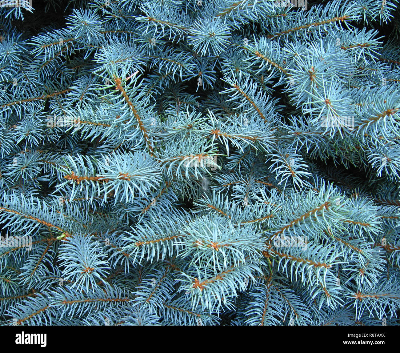 light blue branches of slender young spruce in forest. Spruce branches ...