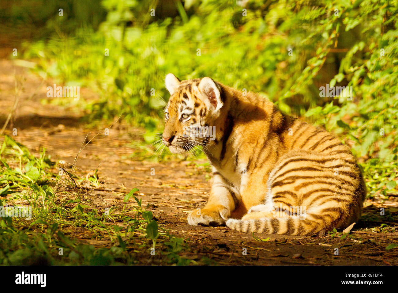 Siberian/Amur Tiger Cub (Panthera Tigris Altaica) Sitting Down Stock ...