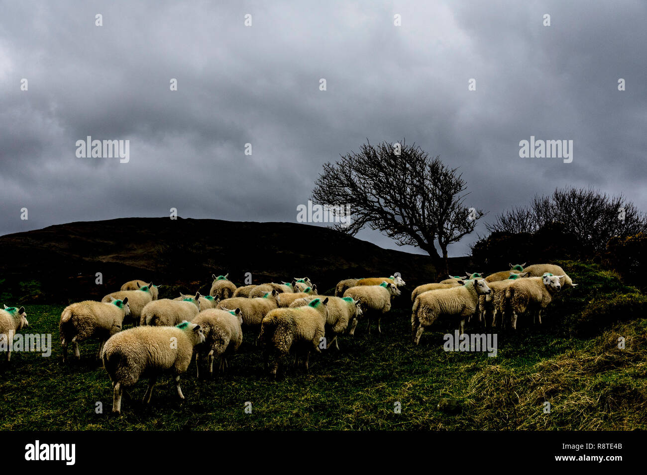 Irish wool 17th hi-res stock photography and images - Alamy