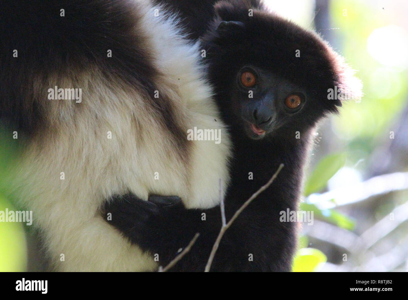 Propithecus edwardsi hi-res stock photography and images - Alamy