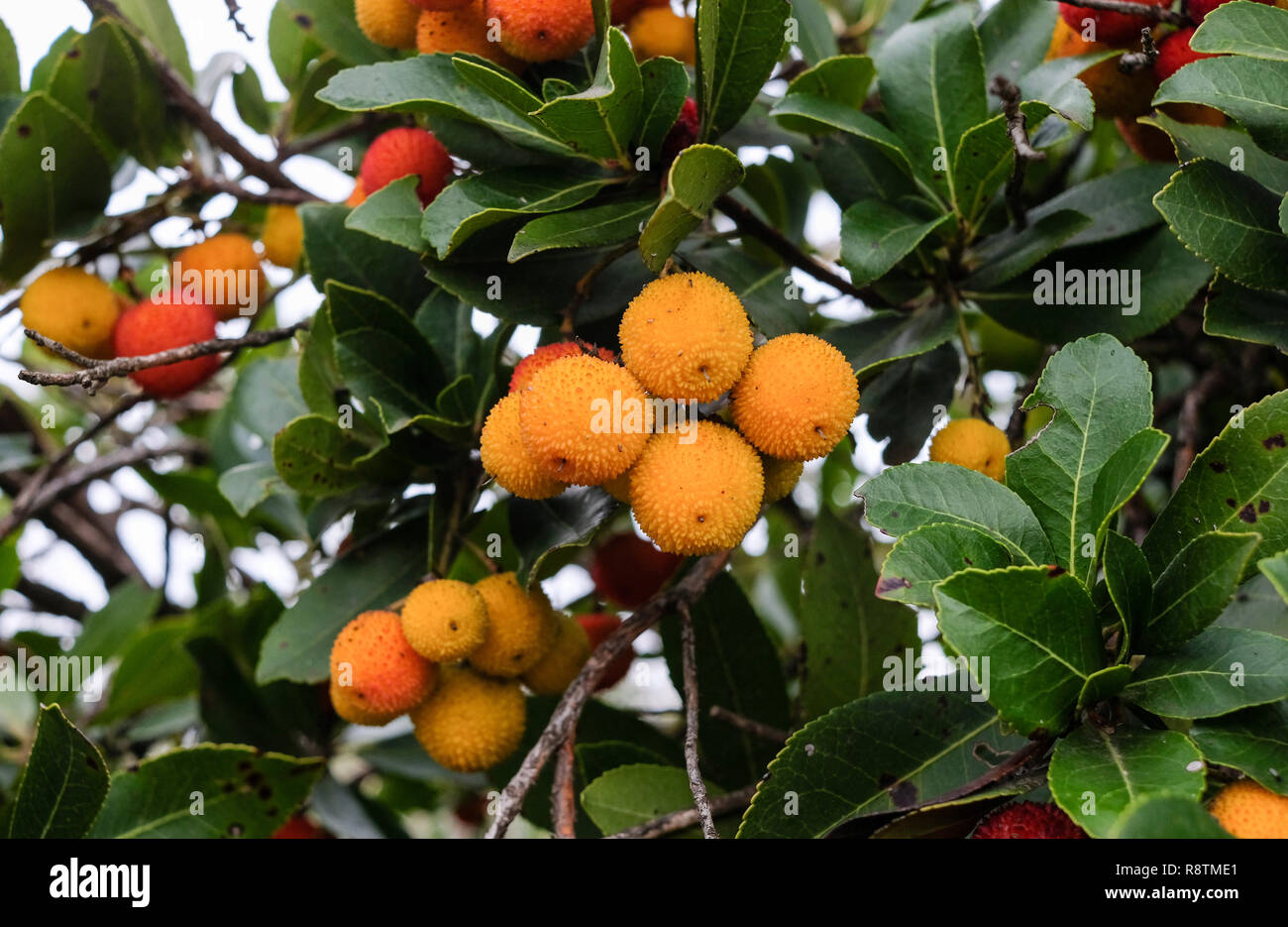 Warty surface hi-res stock photography and images - Alamy