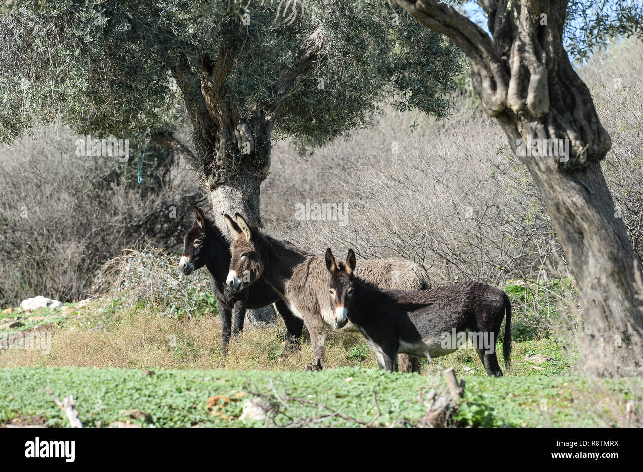 12.12.2018, Turkey, Didim: Donkeys are standing in the Bafasee Nature ...