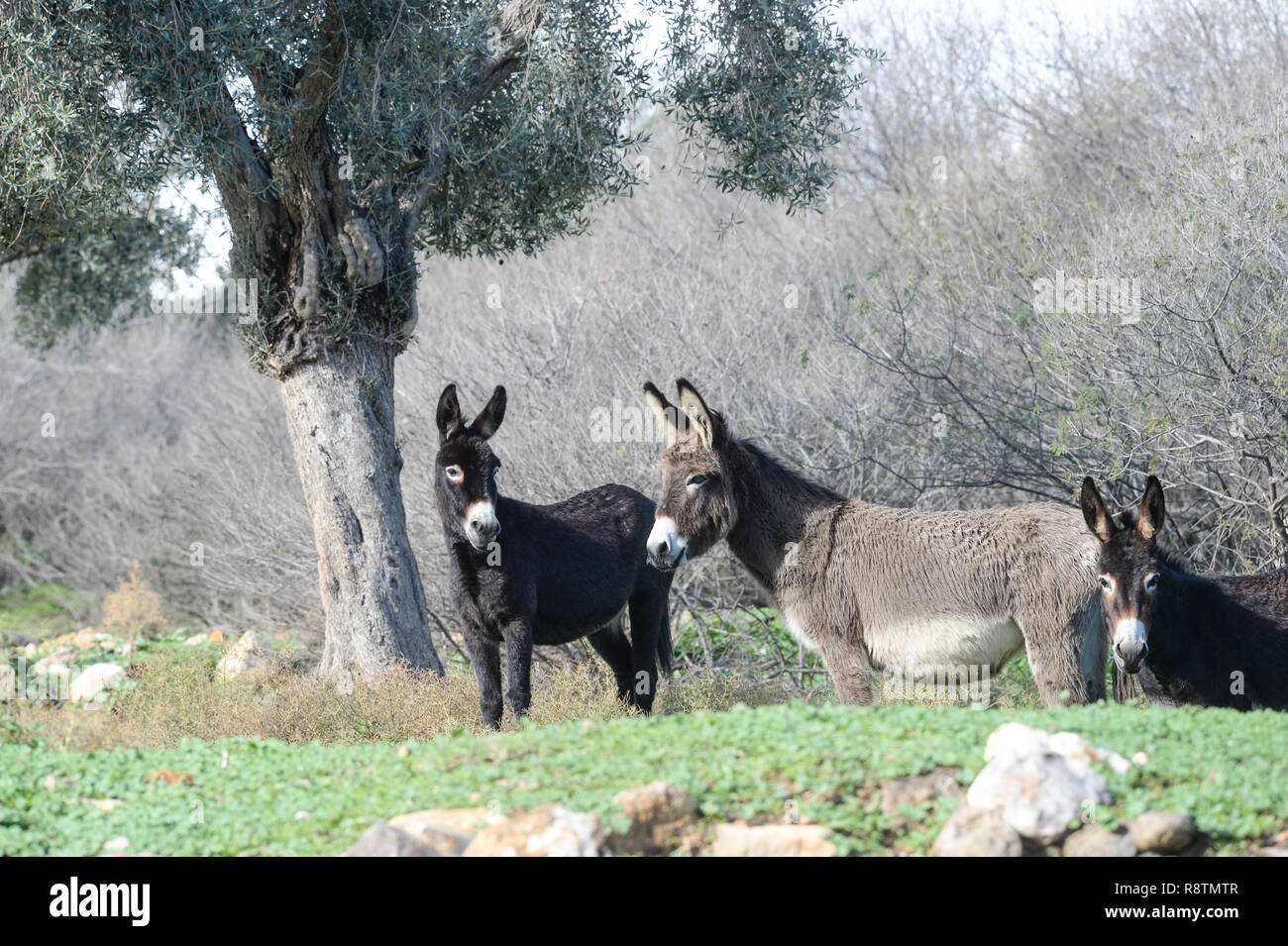 12.12.2018, Turkey, Didim: Donkeys are standing in the Bafasee Nature ...
