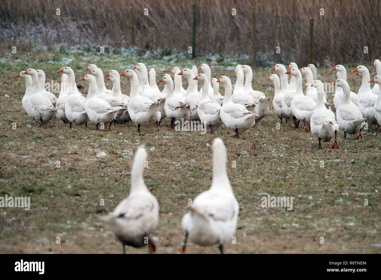 Mursewiek, Germany. 17th Dec, 2018. Rügen geese run over the pastures ...