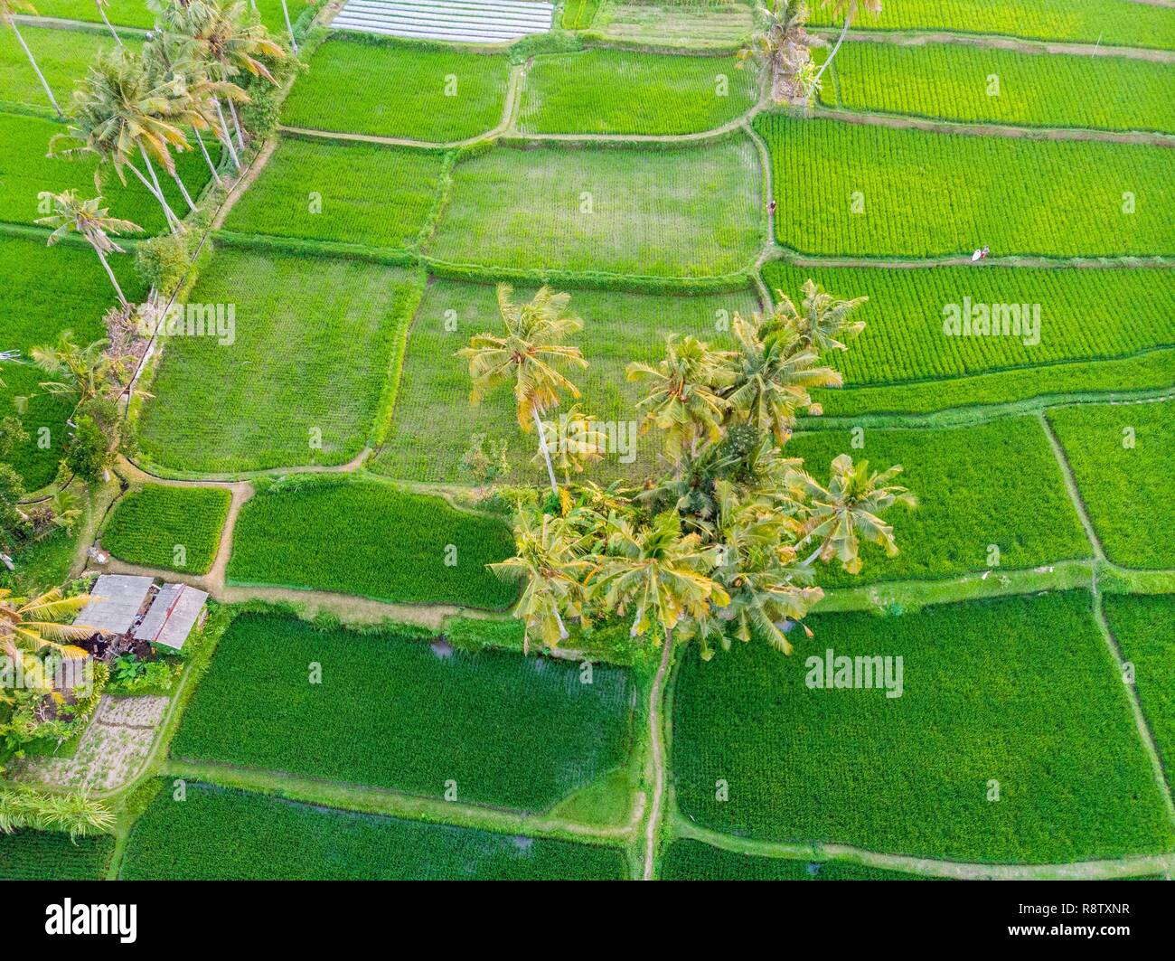Indonesia, Bali center, Ubud, the village of Aas, surrounding rice ...