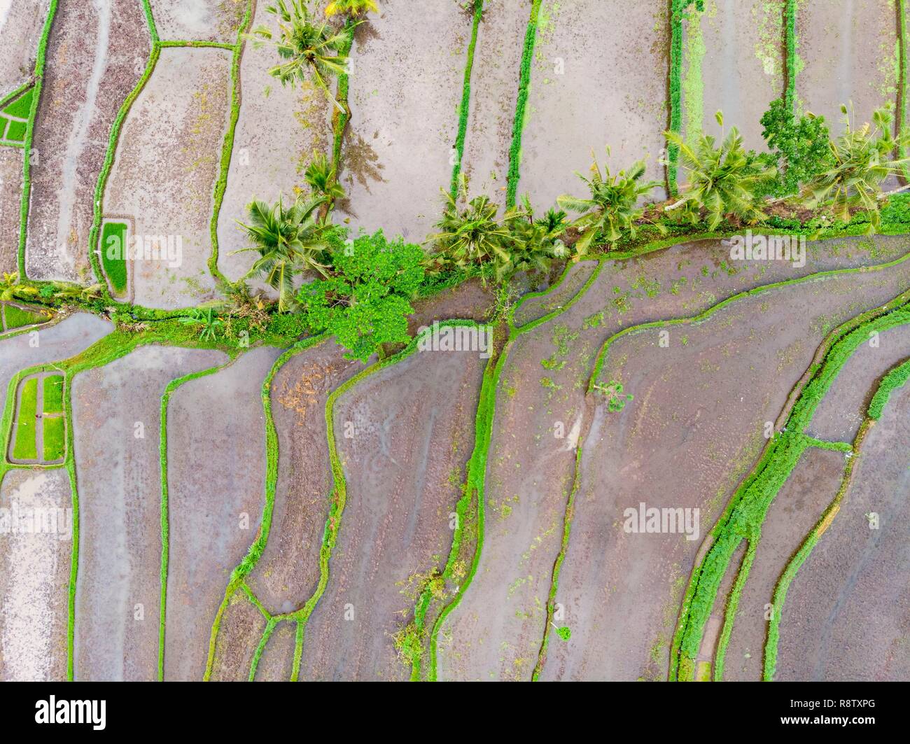 Aerial view of rice terraced field hi-res stock photography and images ...
