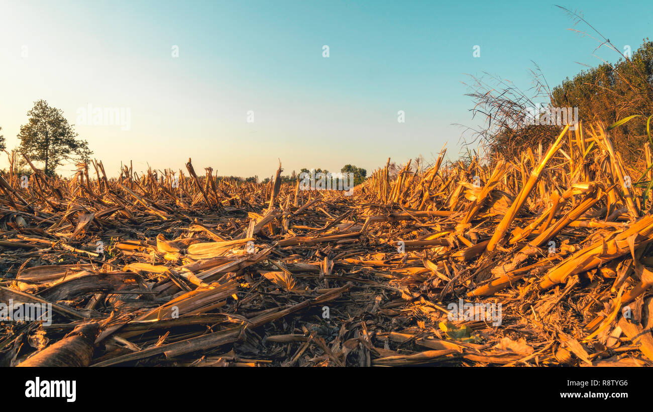 Corn field at sunset in the countryside of Lomellina Stock Photo - Alamy