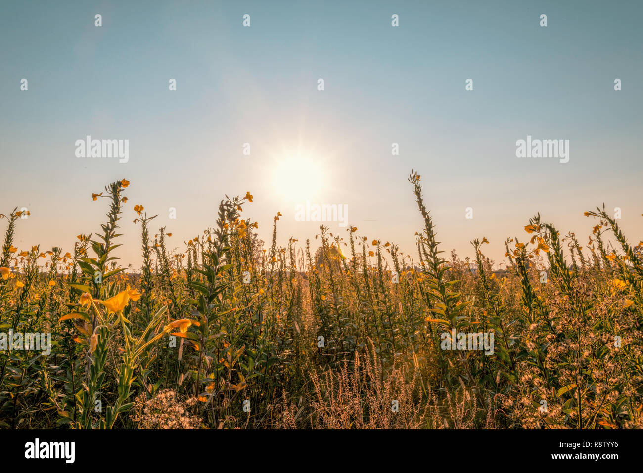 Yellow castles hi-res stock photography and images - Alamy
