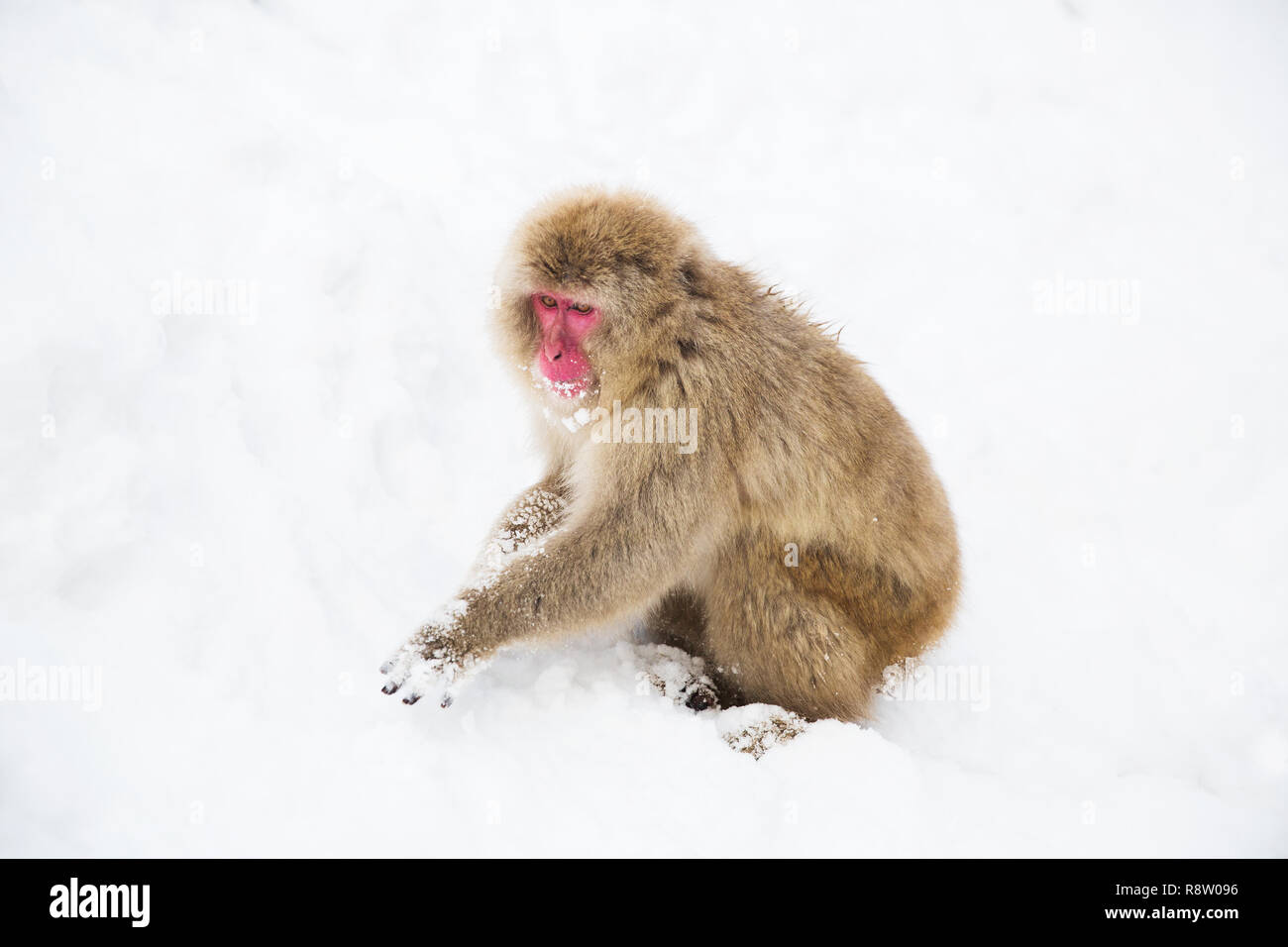 japanese macaque or monkey searching food in snow Stock Photo - Alamy