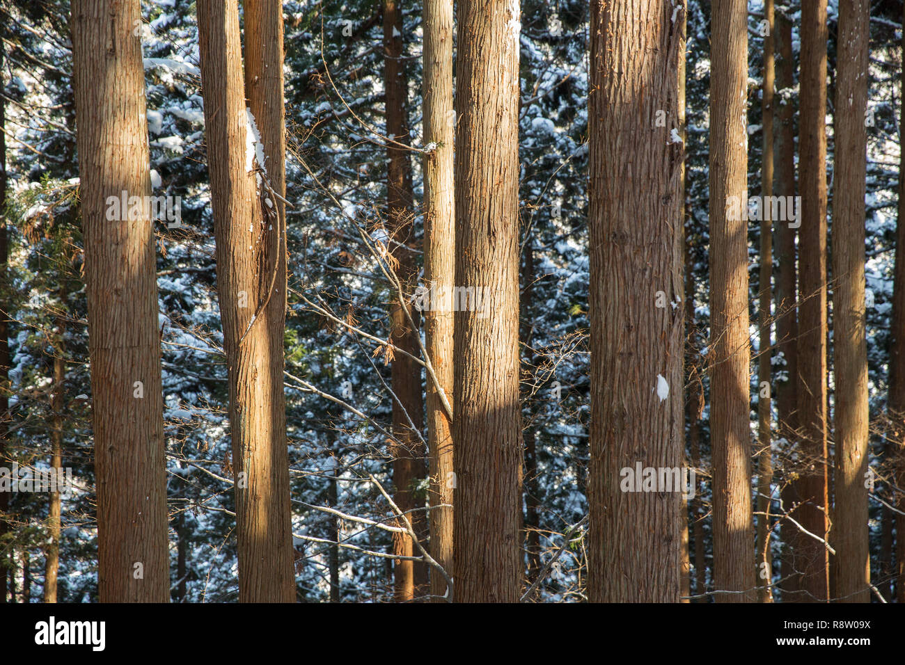 winter forest in japan Stock Photo - Alamy