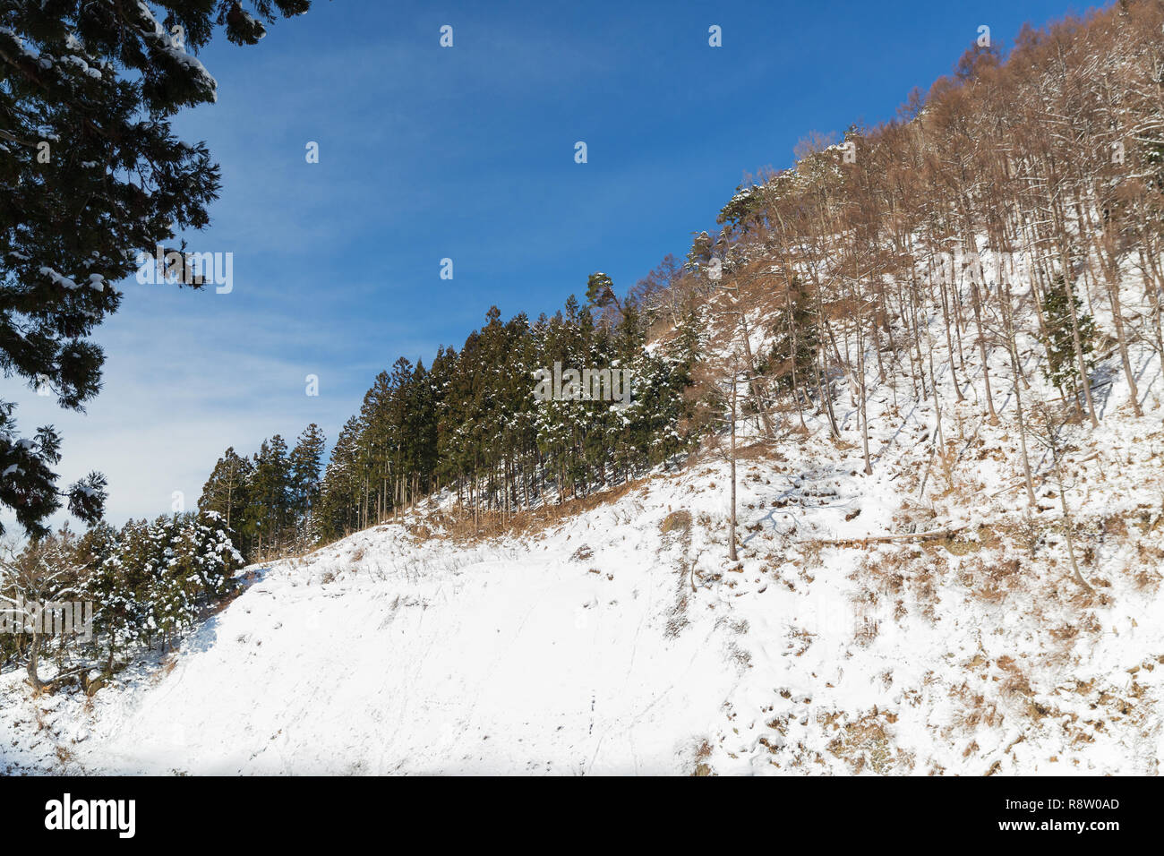 winter forest in japan Stock Photo - Alamy