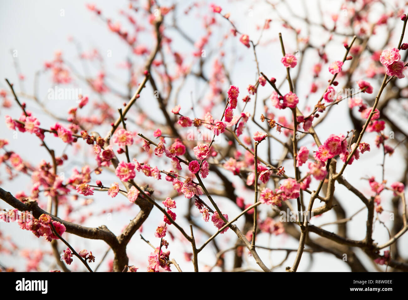 Beautiful sakura tree hi-res stock photography and images - Alamy