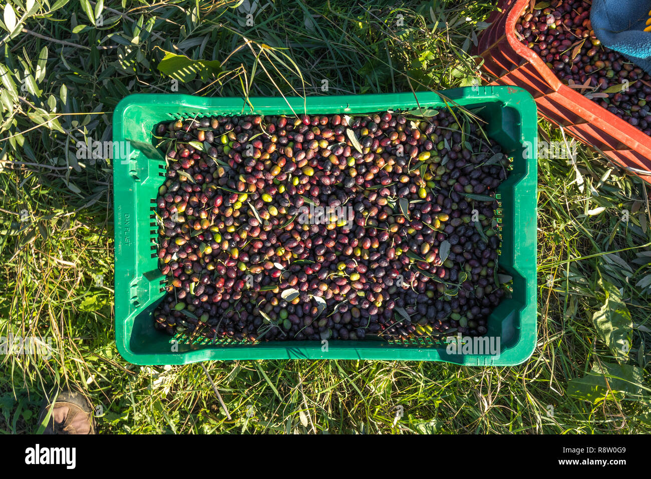 Farmer with collected olives hi-res stock photography and images - Alamy