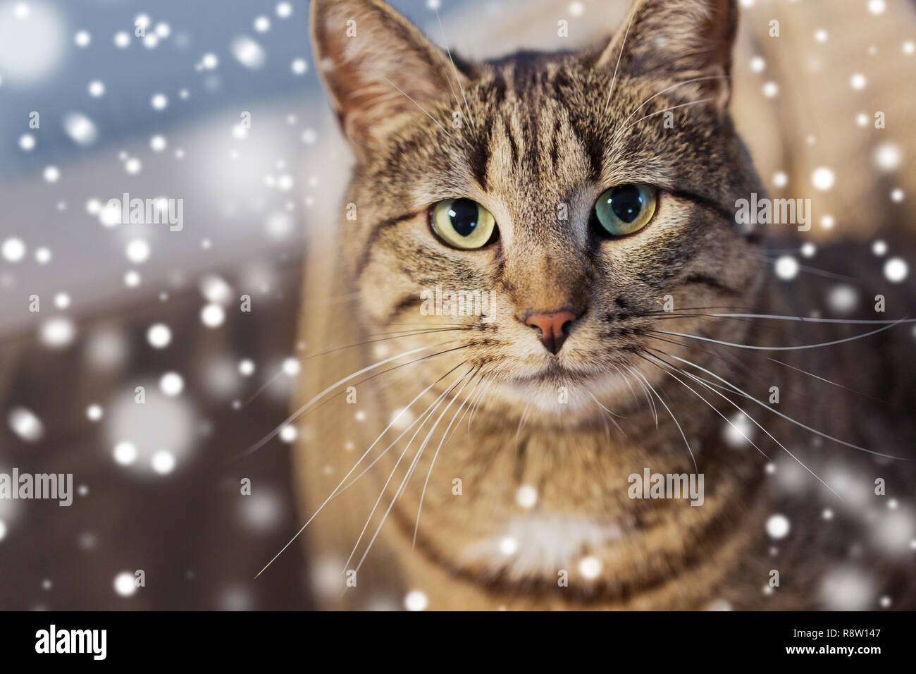 portrait of tabby cat in winter over snow Stock Photo - Alamy