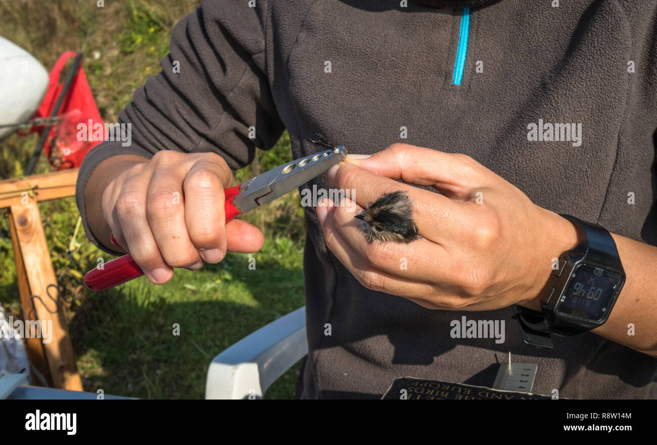 Bird Ringer Putting Scientific Research Ring on Long Tailed Tit Tarsus ...