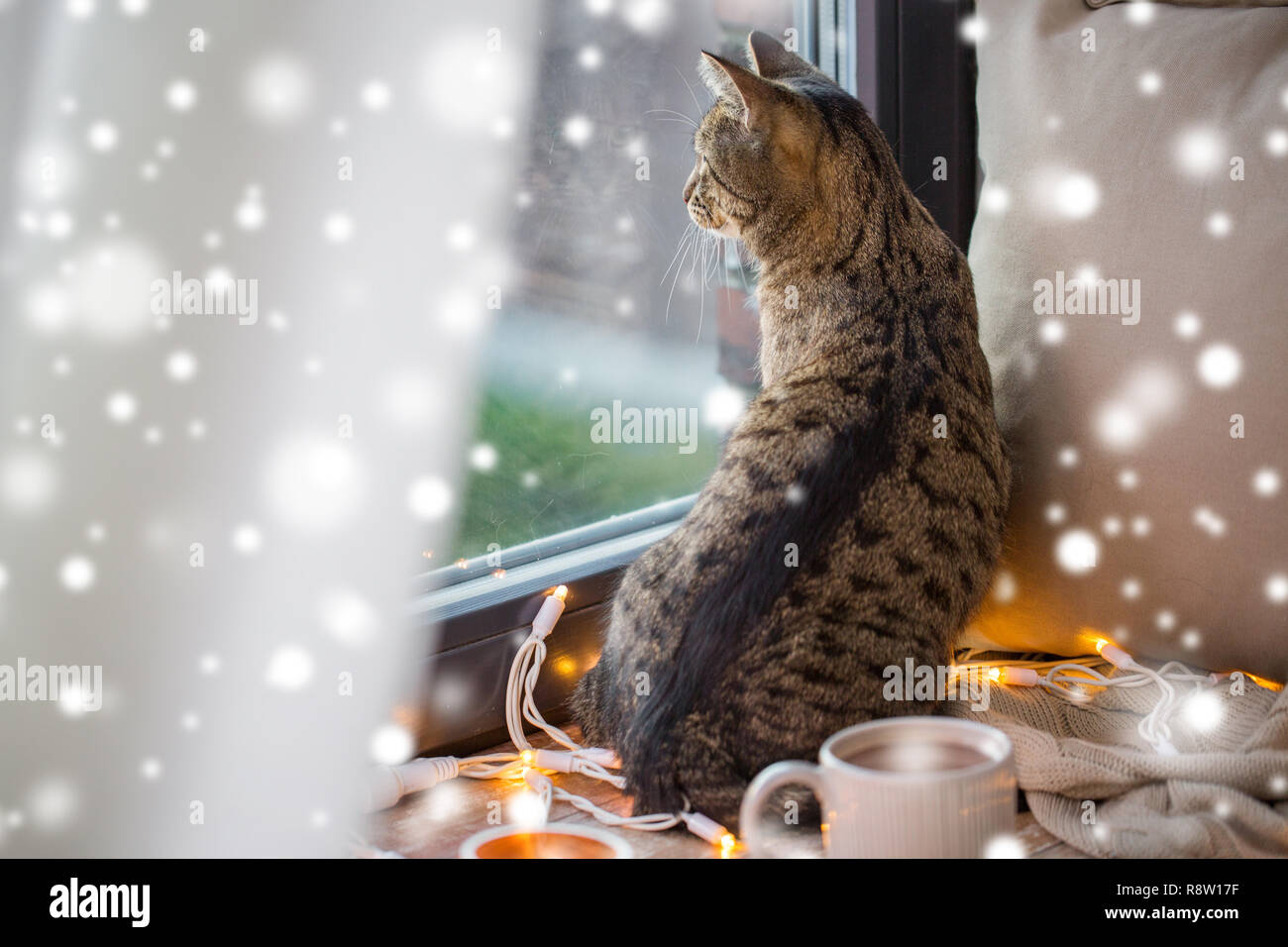 tabby cat looking through window at home over snow Stock Photo - Alamy