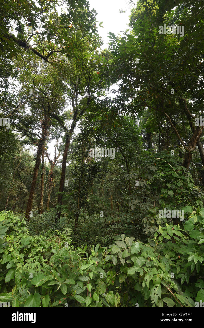 Forest at Chalsa in Jalpaiguri district of West Bengal, India Stock ...
