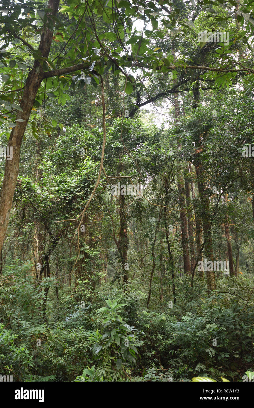 Forest at Chalsa in Jalpaiguri district of West Bengal, India Stock ...
