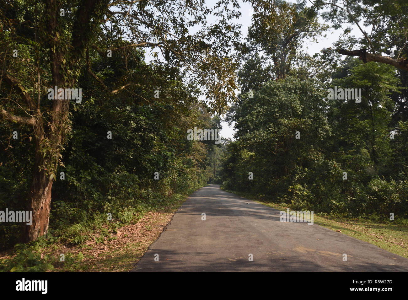 Gorumara national forest hi-res stock photography and images - Alamy