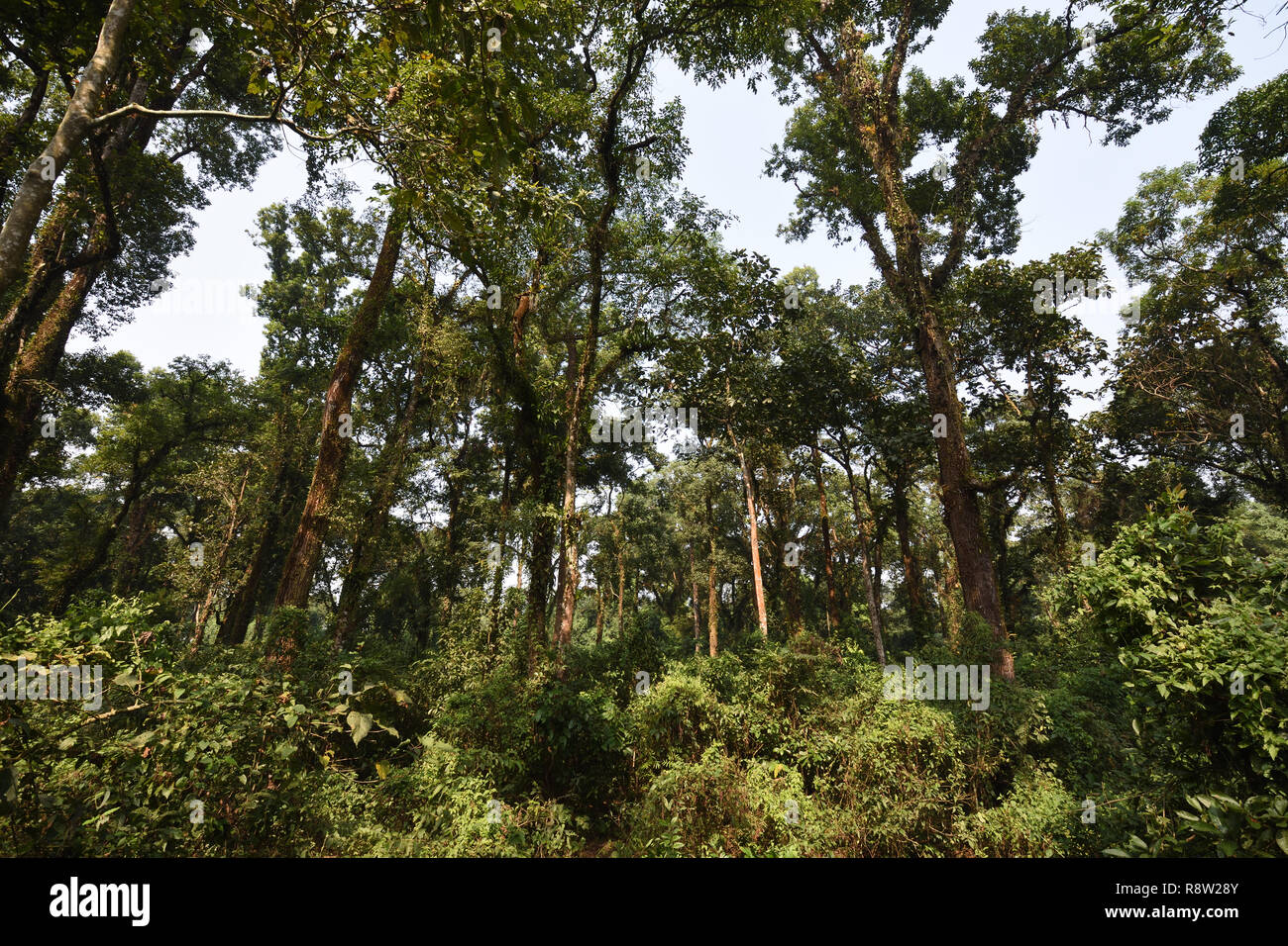 Gorumara national forest hi-res stock photography and images - Alamy