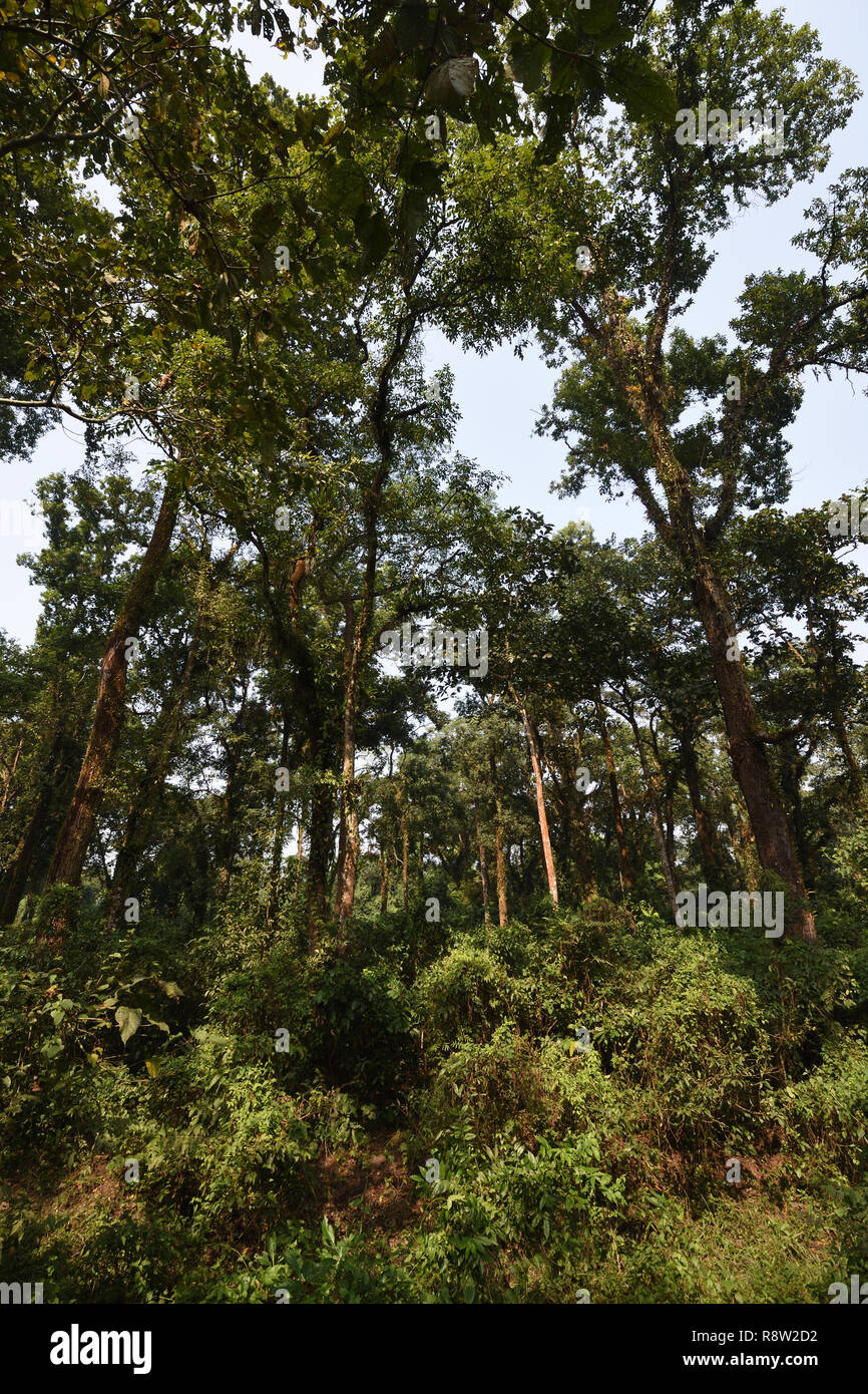 Gorumara national forest hi-res stock photography and images - Alamy