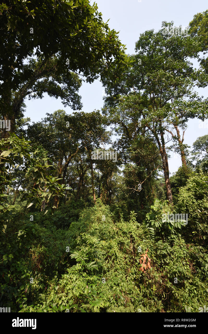 Gorumara national forest hi-res stock photography and images - Alamy