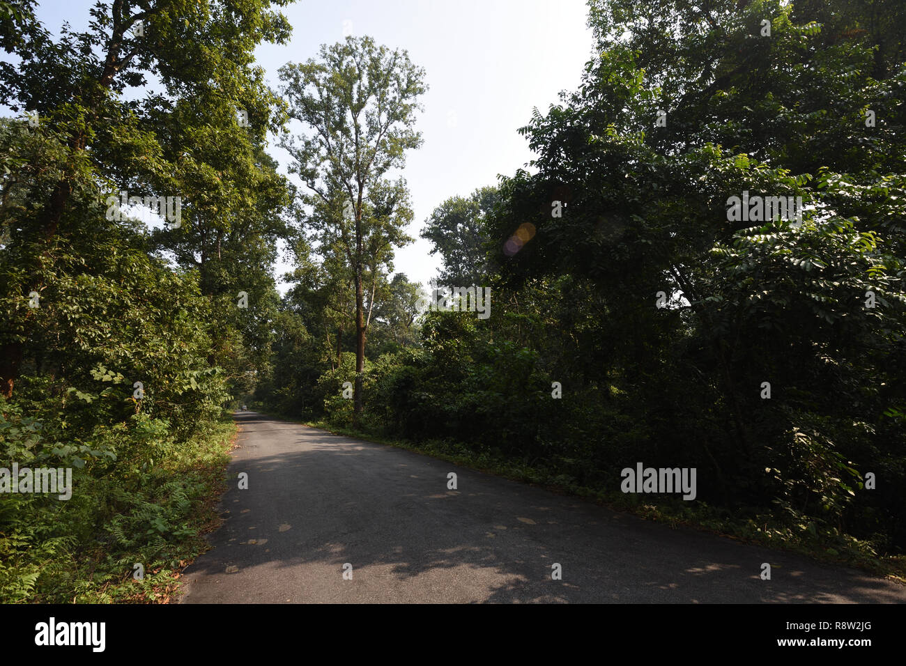 Gorumara National Park at Jalpaiguri district of West Bengal, India ...