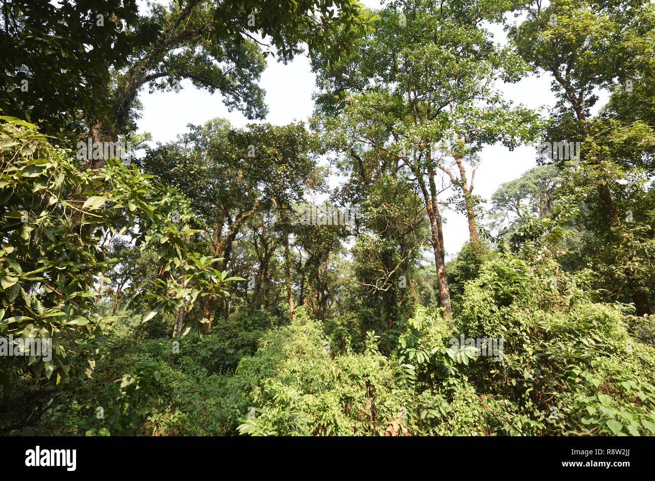 Gorumara national forest hi-res stock photography and images - Alamy