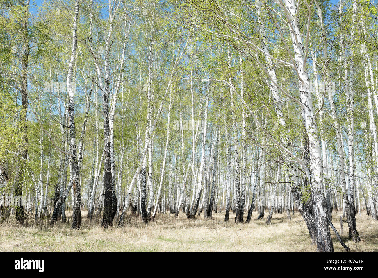 Spring birch forest Stock Photo - Alamy