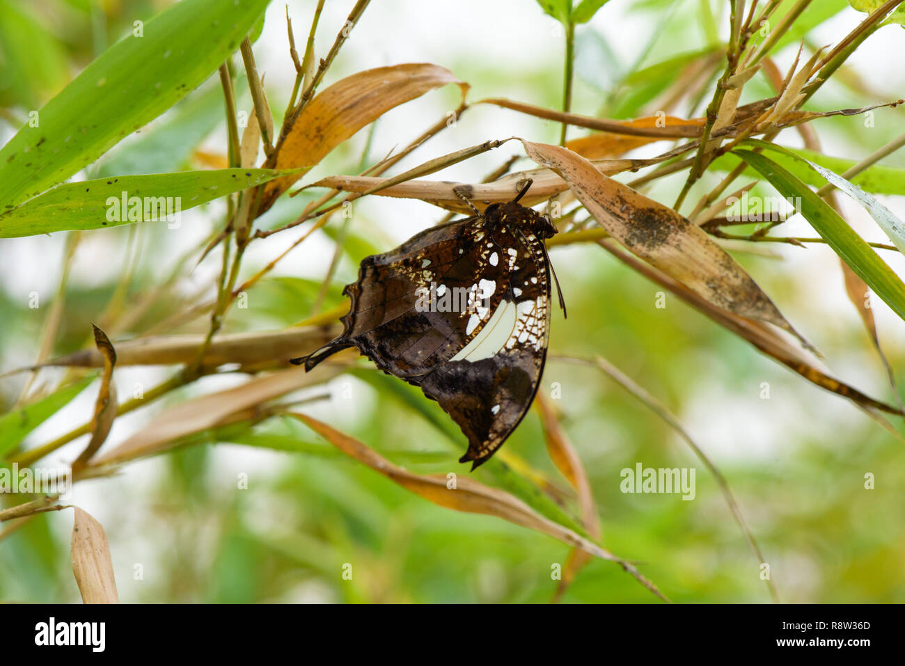 Tiger Leafwing butterfly (Consul Fabius) on leaf Stock Photo - Alamy