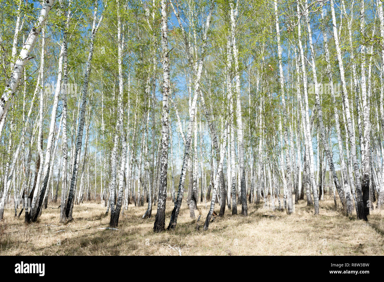 Spring birch forest Stock Photo - Alamy