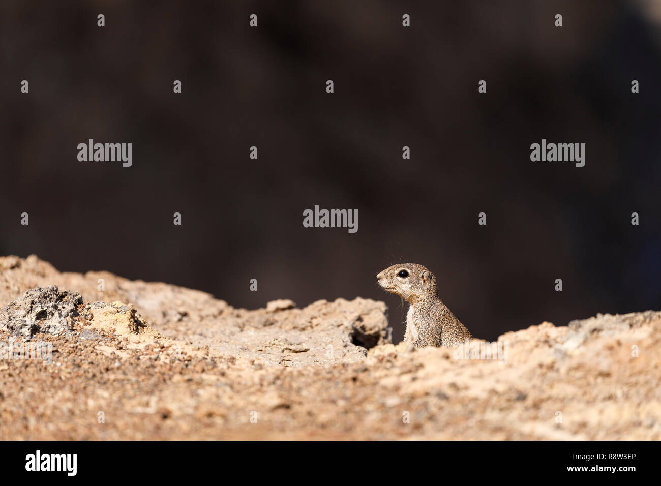 Unstriped ground squirrel (Xerus rutilus) Erta Ale volcano. Danakil ...
