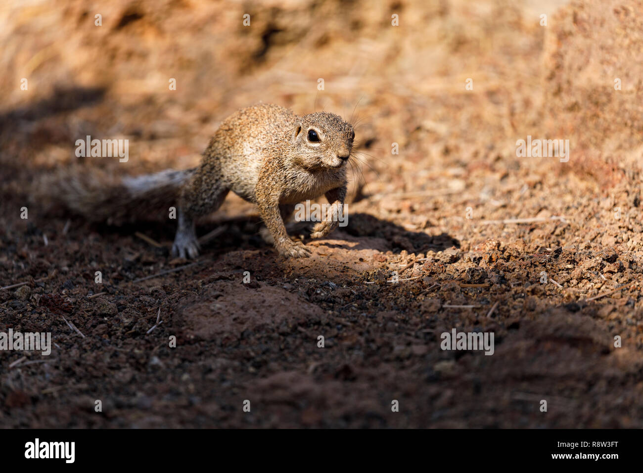 Unstriped ground squirrel (Xerus rutilus) Erta Ale volcano. Danakil ...