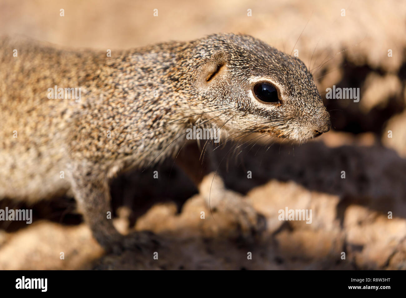 Unstriped ground squirrel (Xerus rutilus) Erta Ale volcano. Danakil ...