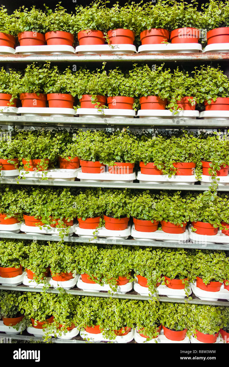 Ficus Pumila White Sunny, houseplants cultivated as decorative or ...